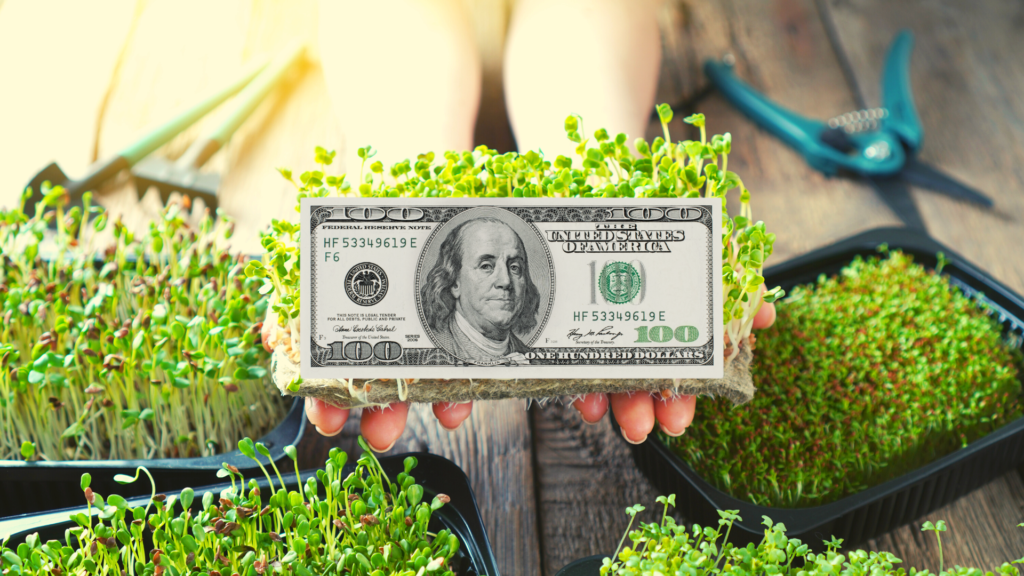 This Couple Makes $10k/month Growing Veggies in Their Basement. Here’s ...
